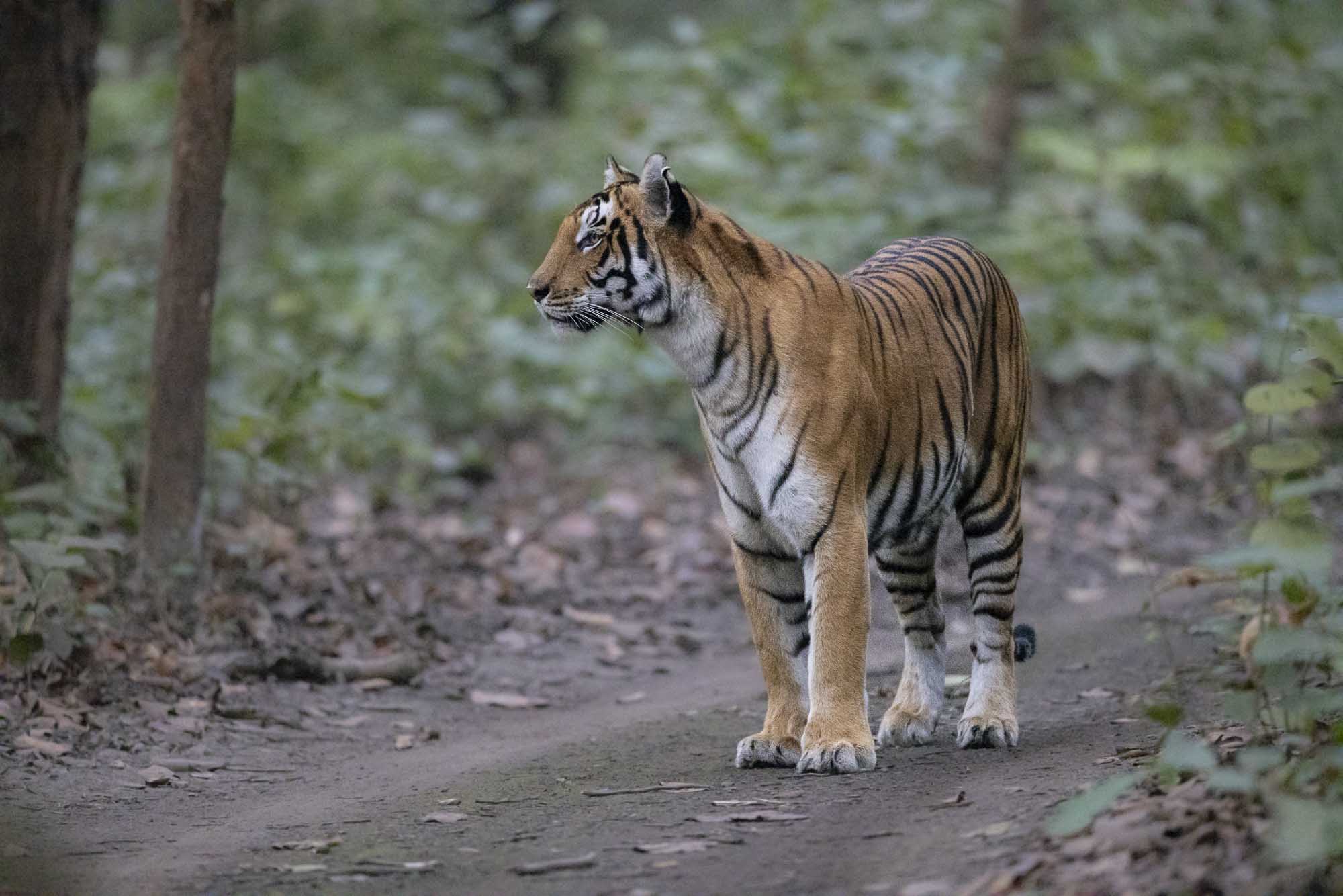 Top 7 Tiger Tours India: Explore the Wild Heart of India